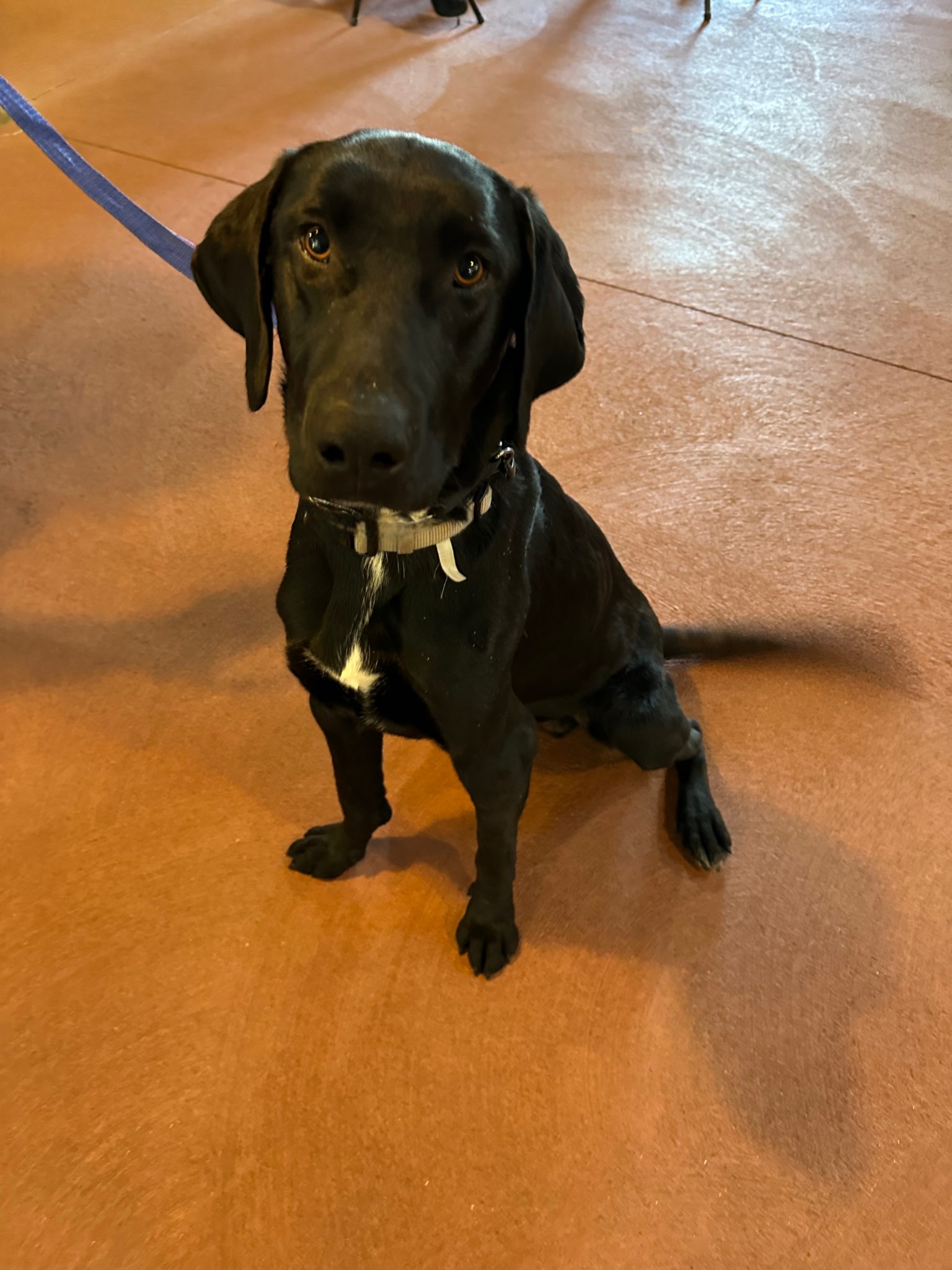 Available Labs - Cincinnati Lab Rescue