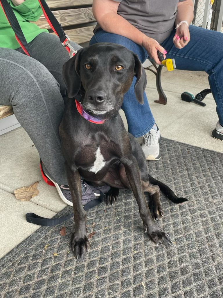 Available Labs - Cincinnati Lab Rescue