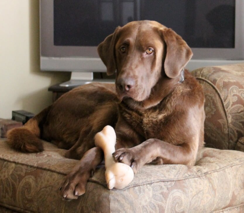 scuba gorgeous - Cincinnati Lab Rescue