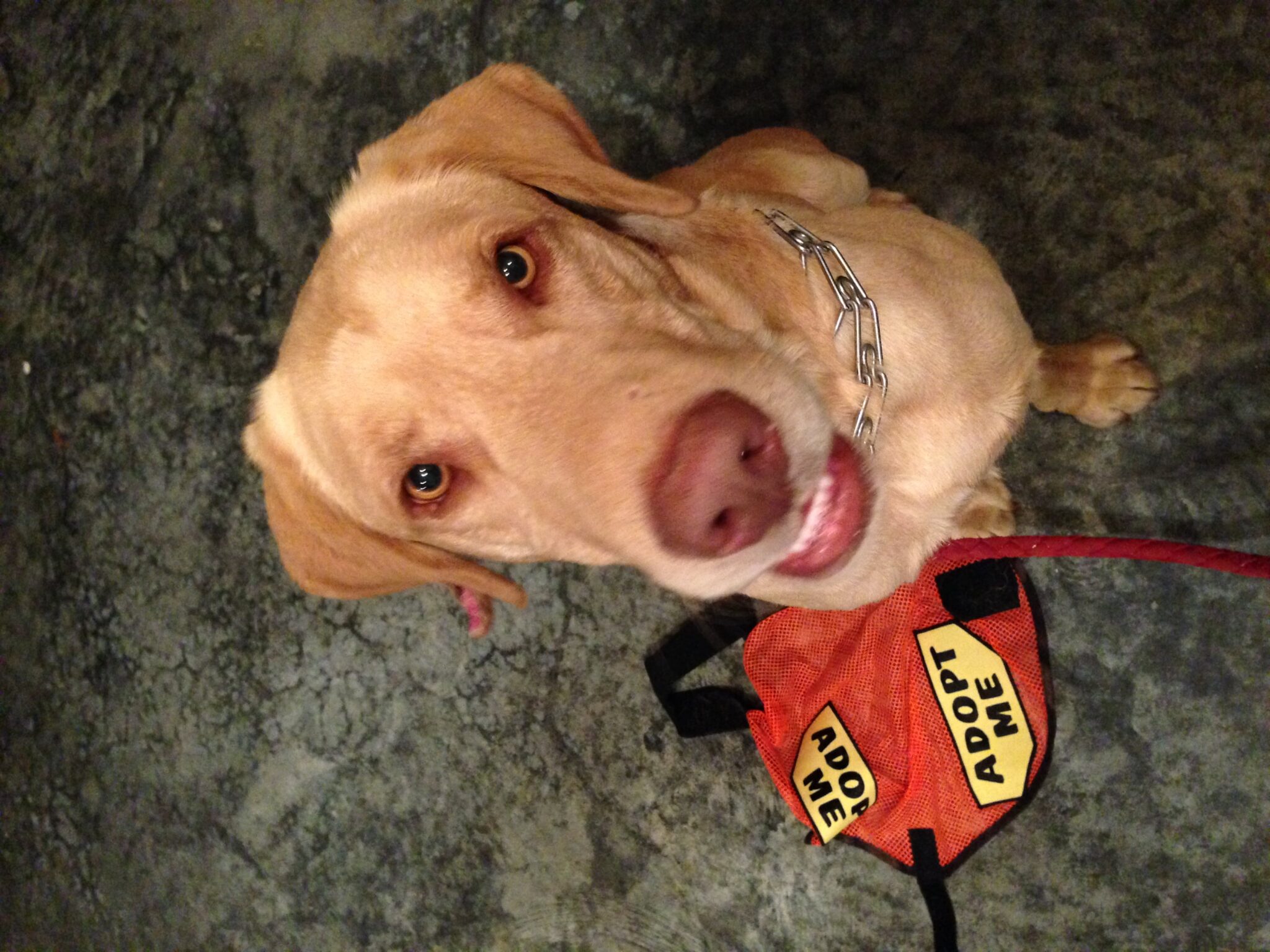 Joey - Cincinnati Lab Rescue