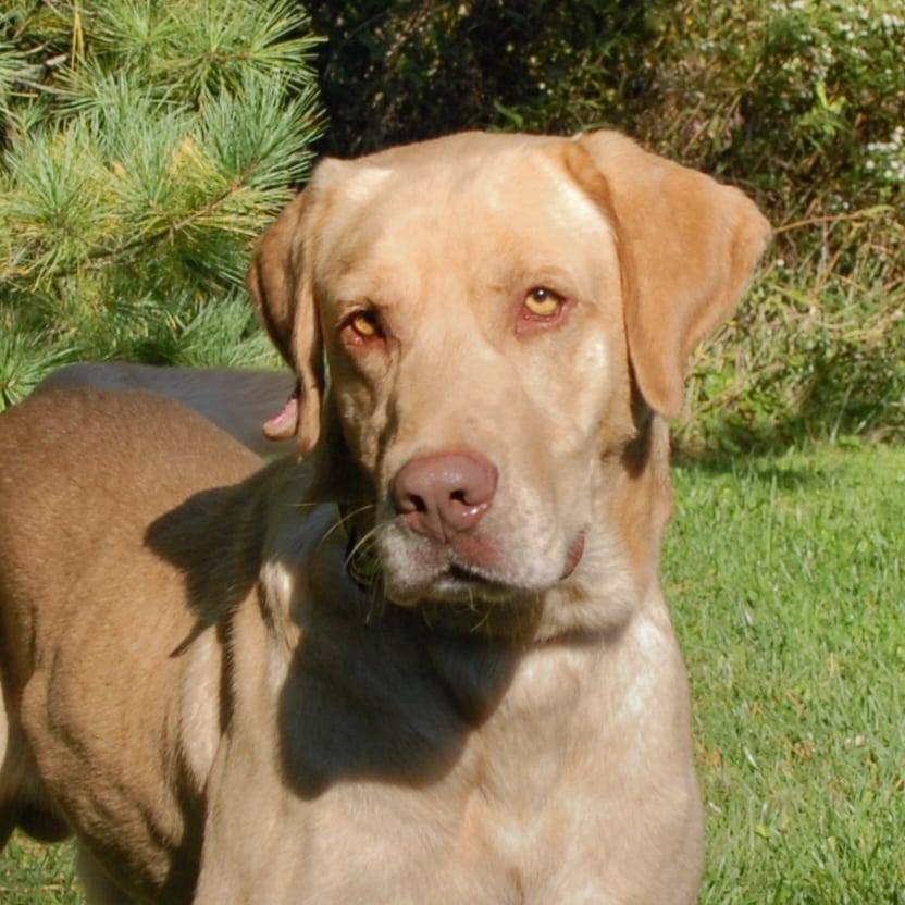 joey1 - Cincinnati Lab Rescue
