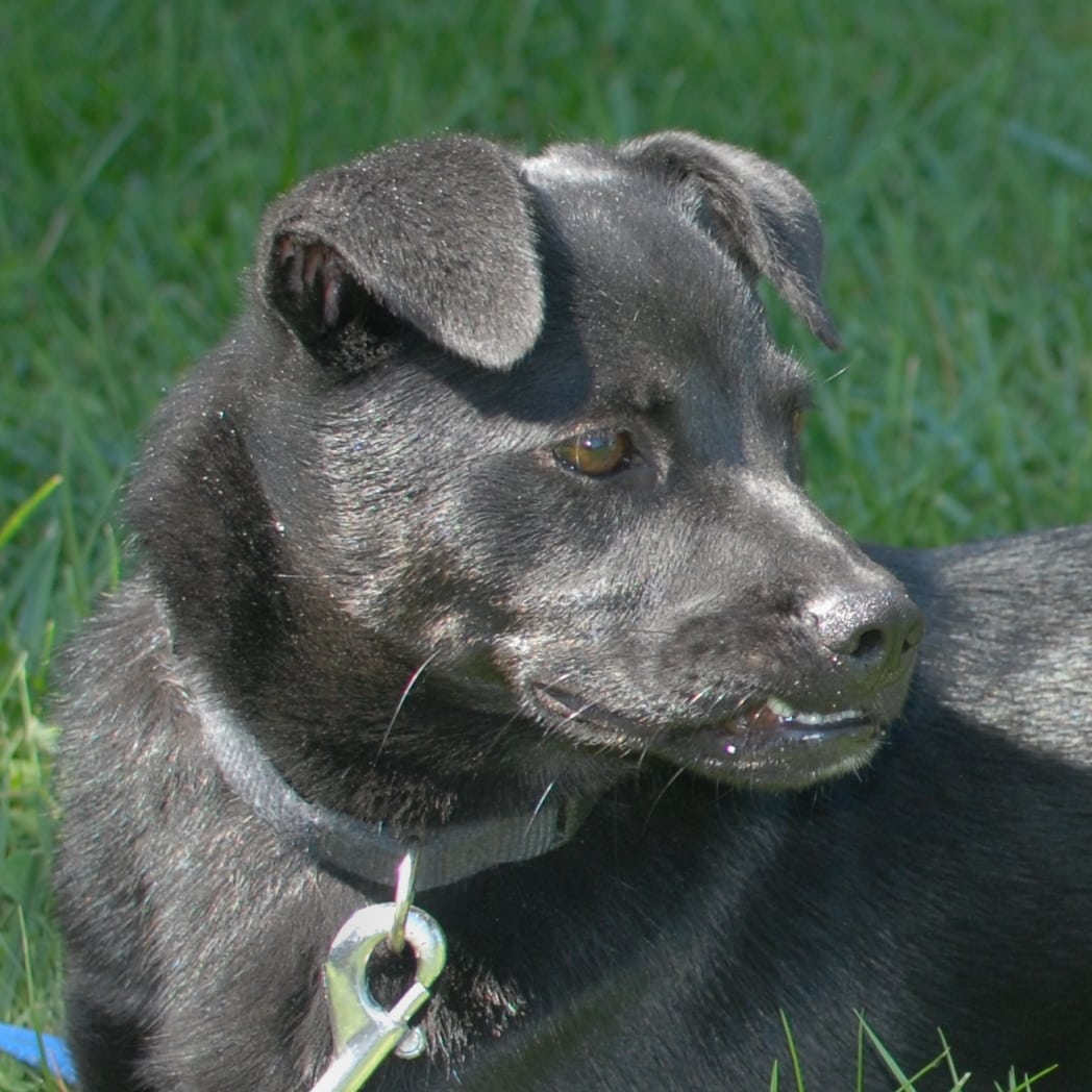 Puggles Cincinnati Lab Rescue