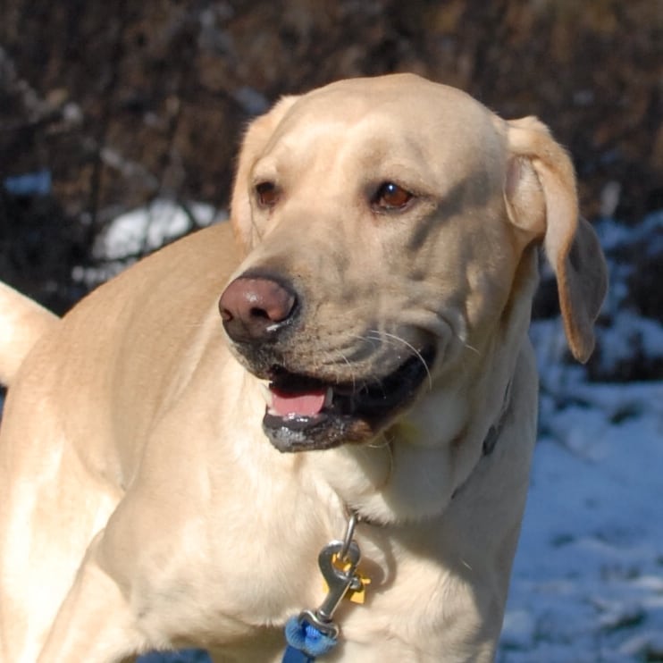 mack 1 - Cincinnati Lab Rescue