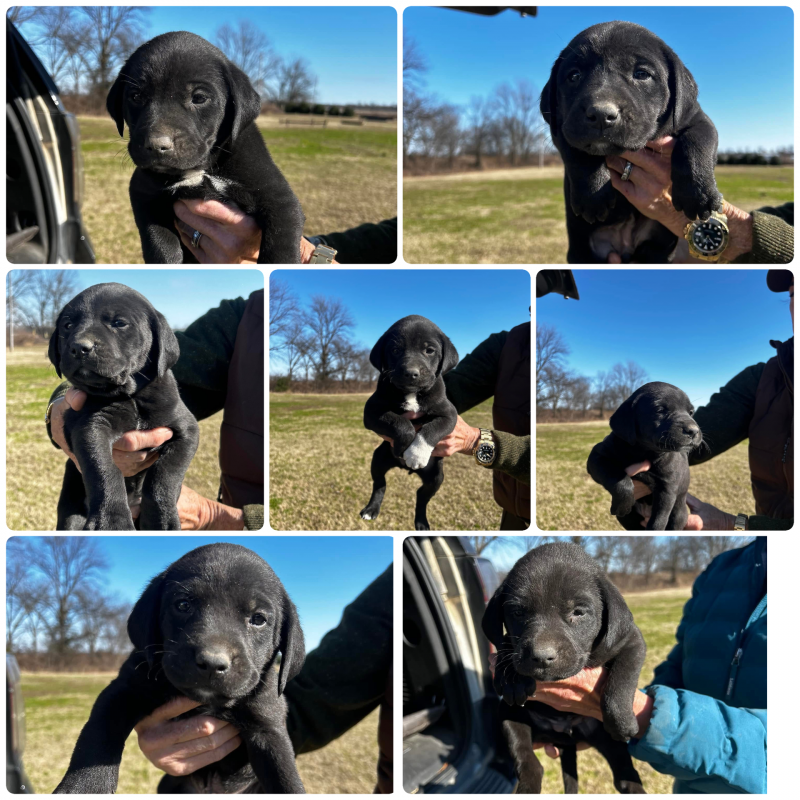 Available Labs - Cincinnati Lab Rescue
