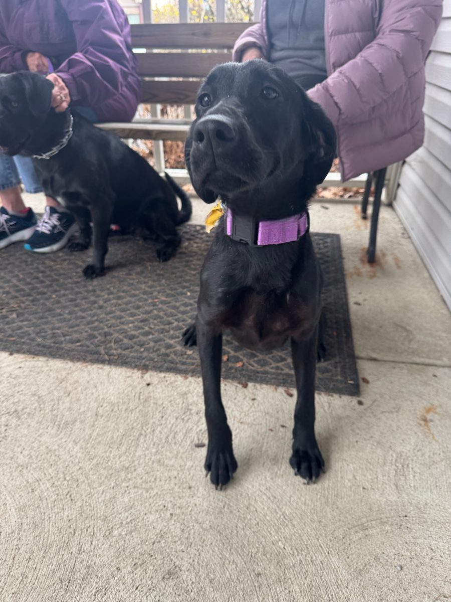 Available Labs - Cincinnati Lab Rescue