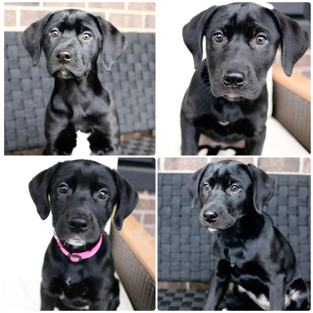 Available Labs - Cincinnati Lab Rescue