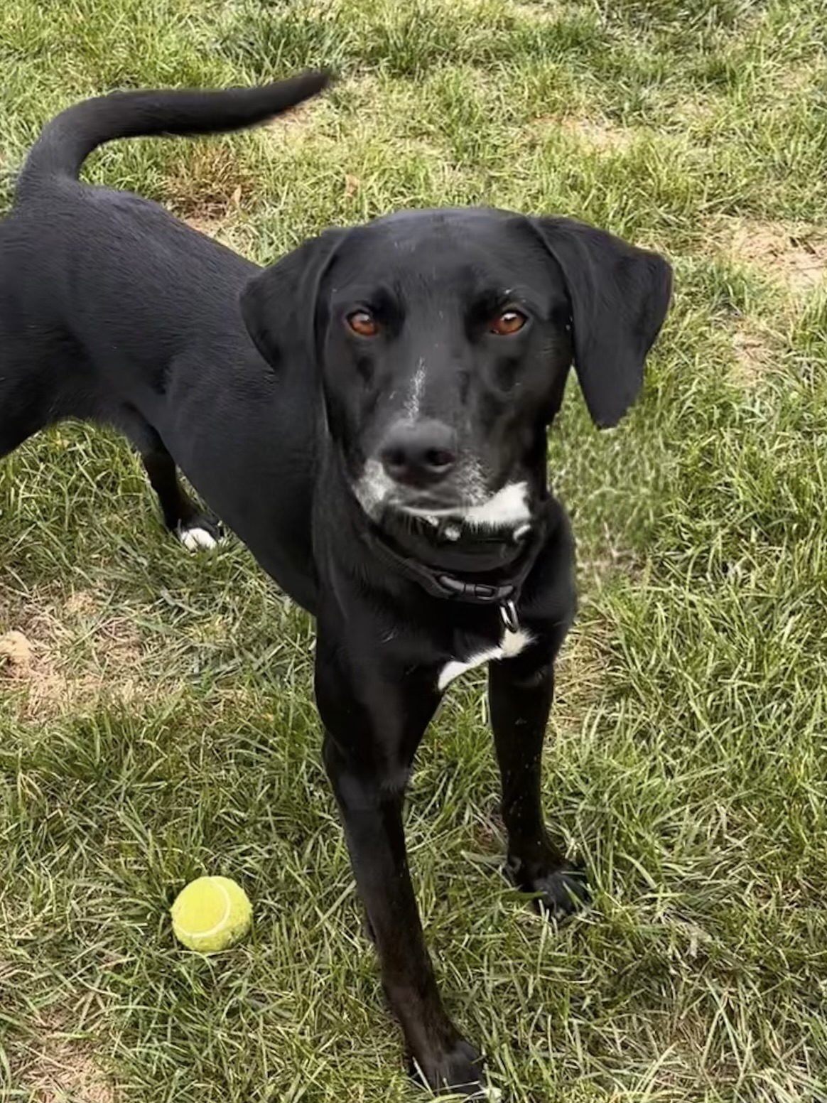 D2CE4E87-B96A-42B2-BA20-244C9B0BBD40 - Cincinnati Lab Rescue