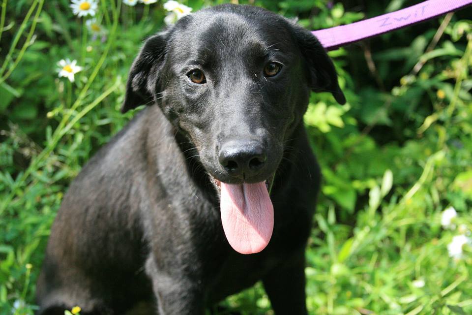 Darcy_(foster) - Cincinnati Lab Rescue