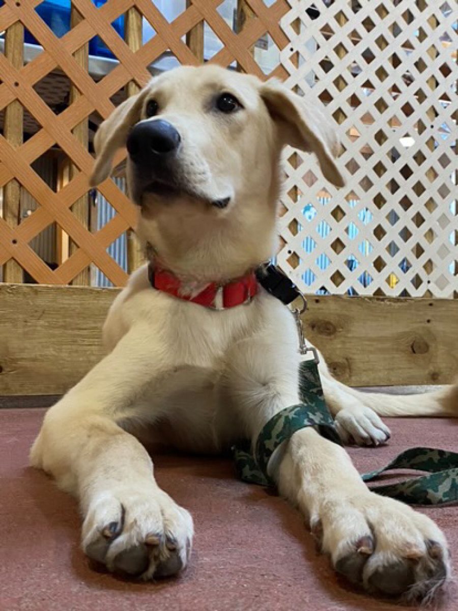 Adopted - Cincinnati Lab Rescue