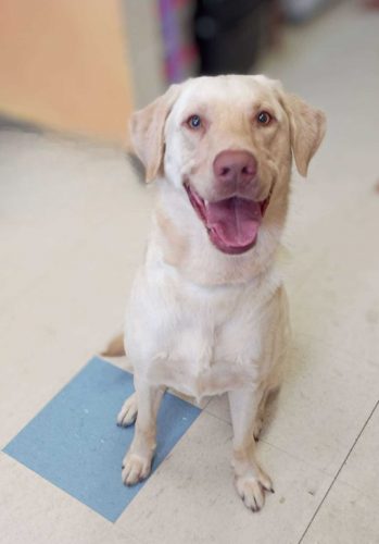 Available Labs - Cincinnati Lab Rescue