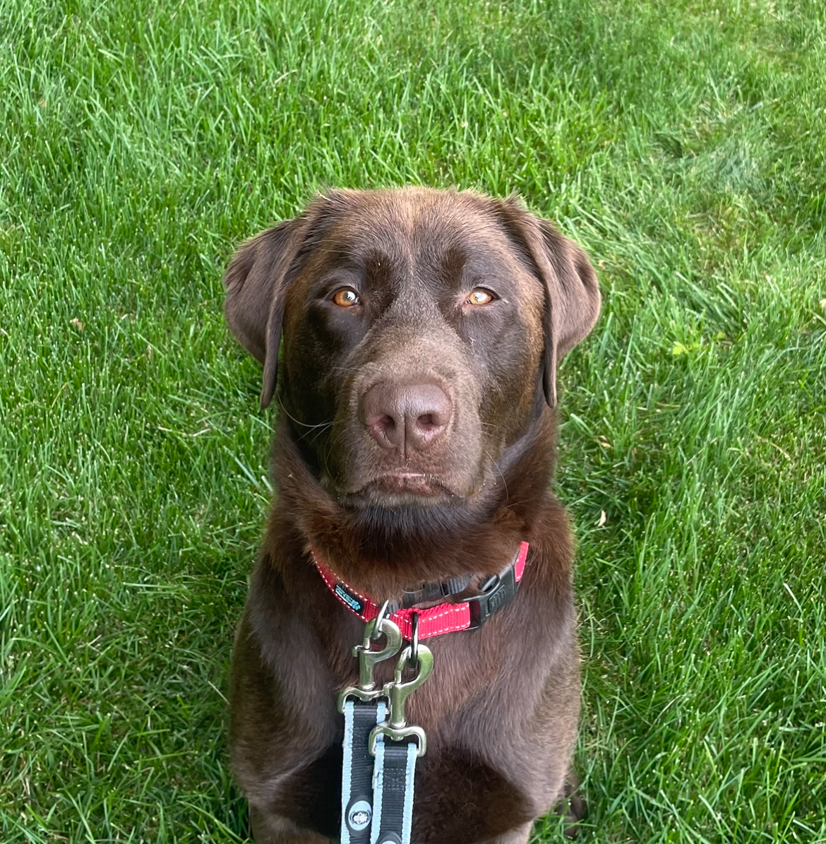 Available Labs - Cincinnati Lab Rescue