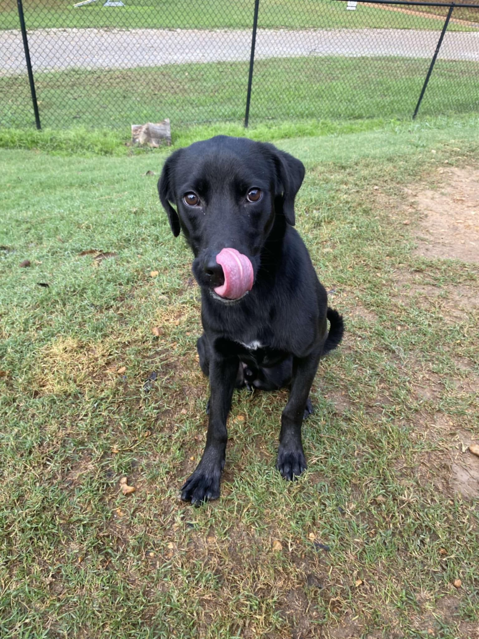 Beckham - Adopted - Cincinnati Lab Rescue