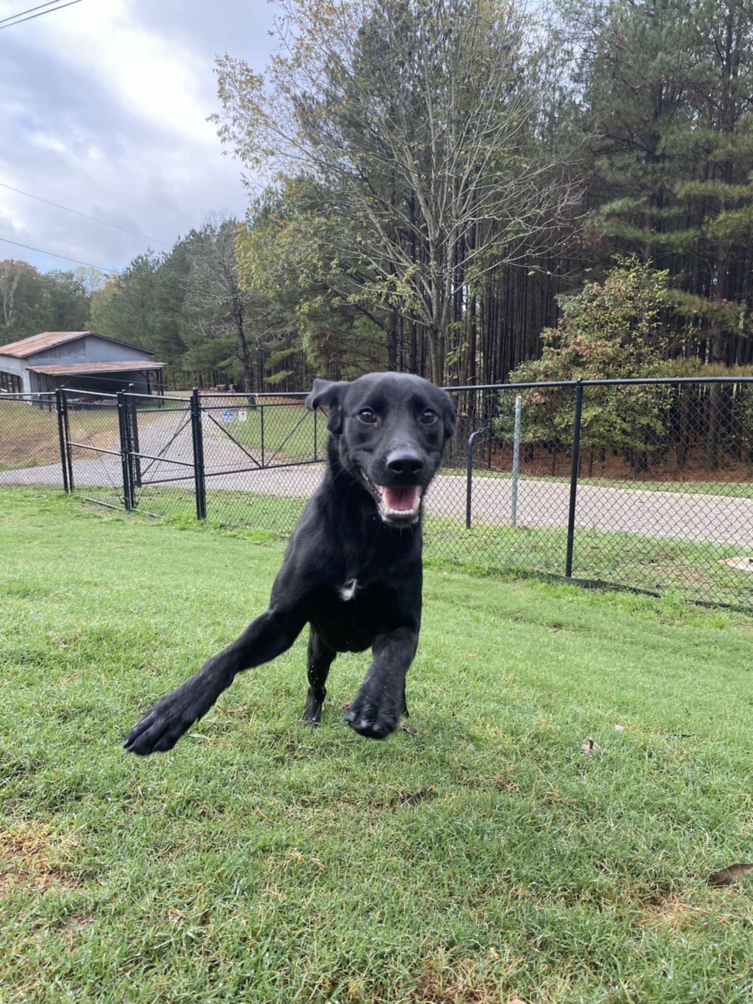 Beckham - Adopted - Cincinnati Lab Rescue