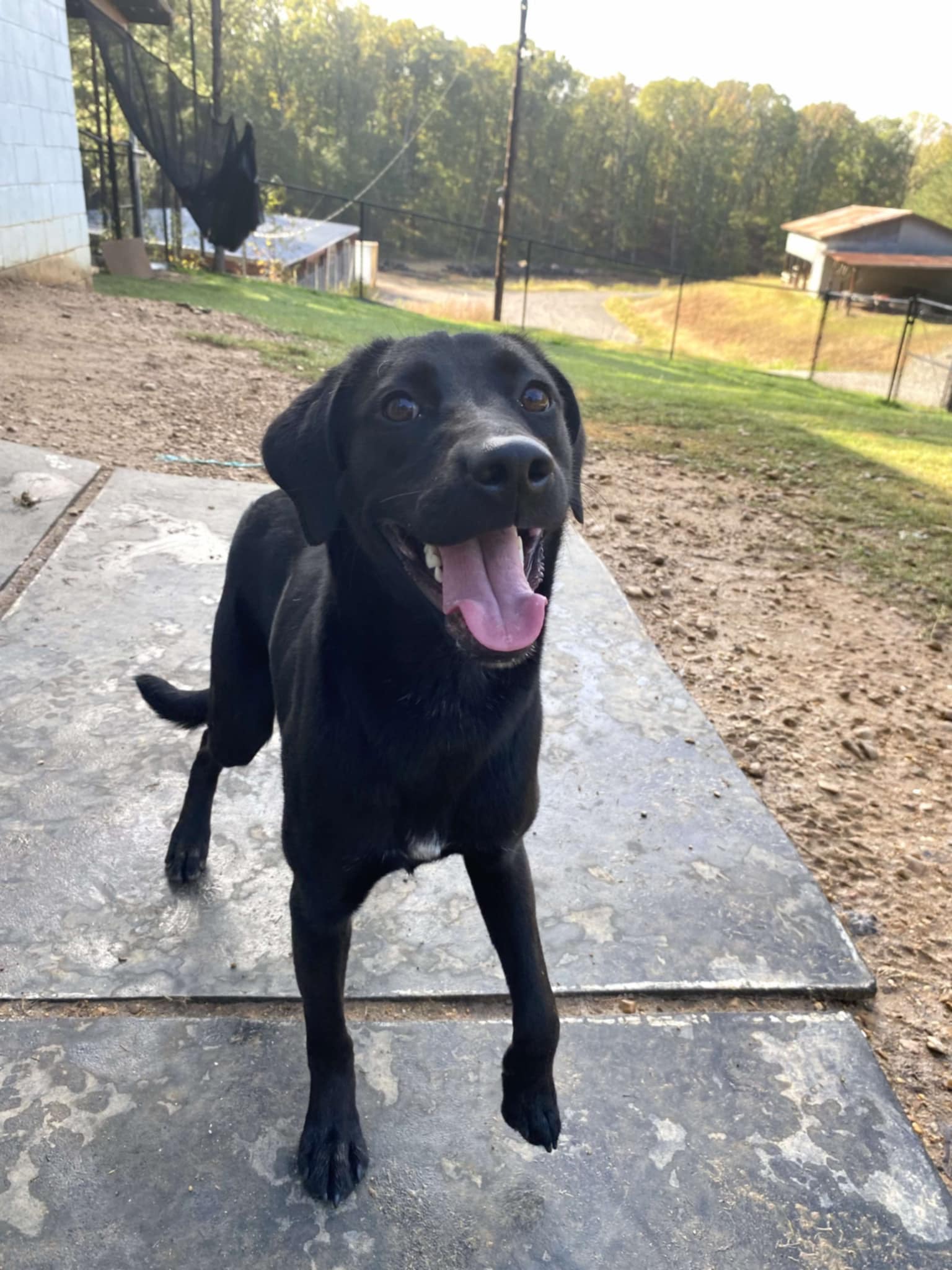 Brynlee - Adopted - Cincinnati Lab Rescue