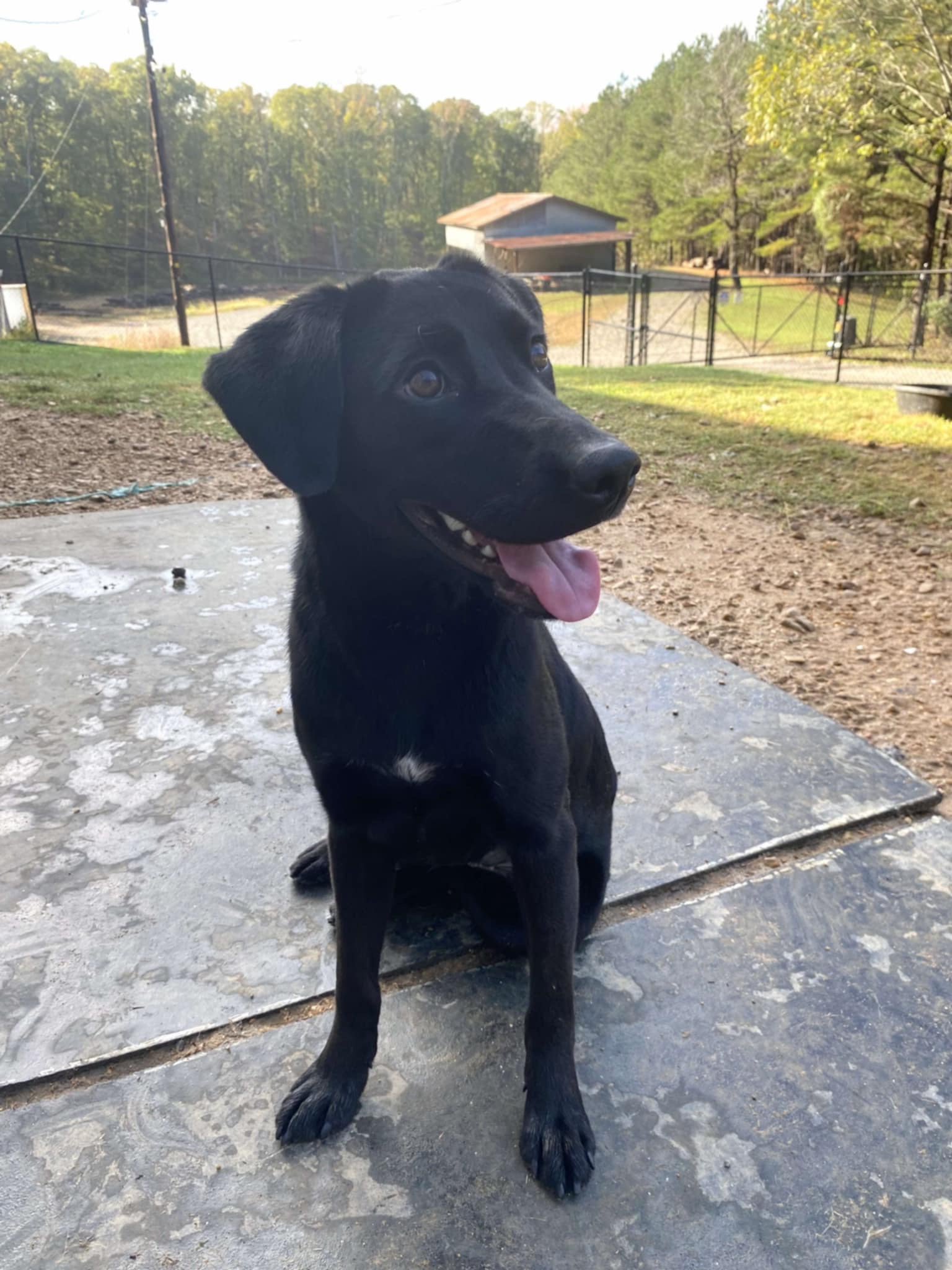 Brynlee - Adopted - Cincinnati Lab Rescue