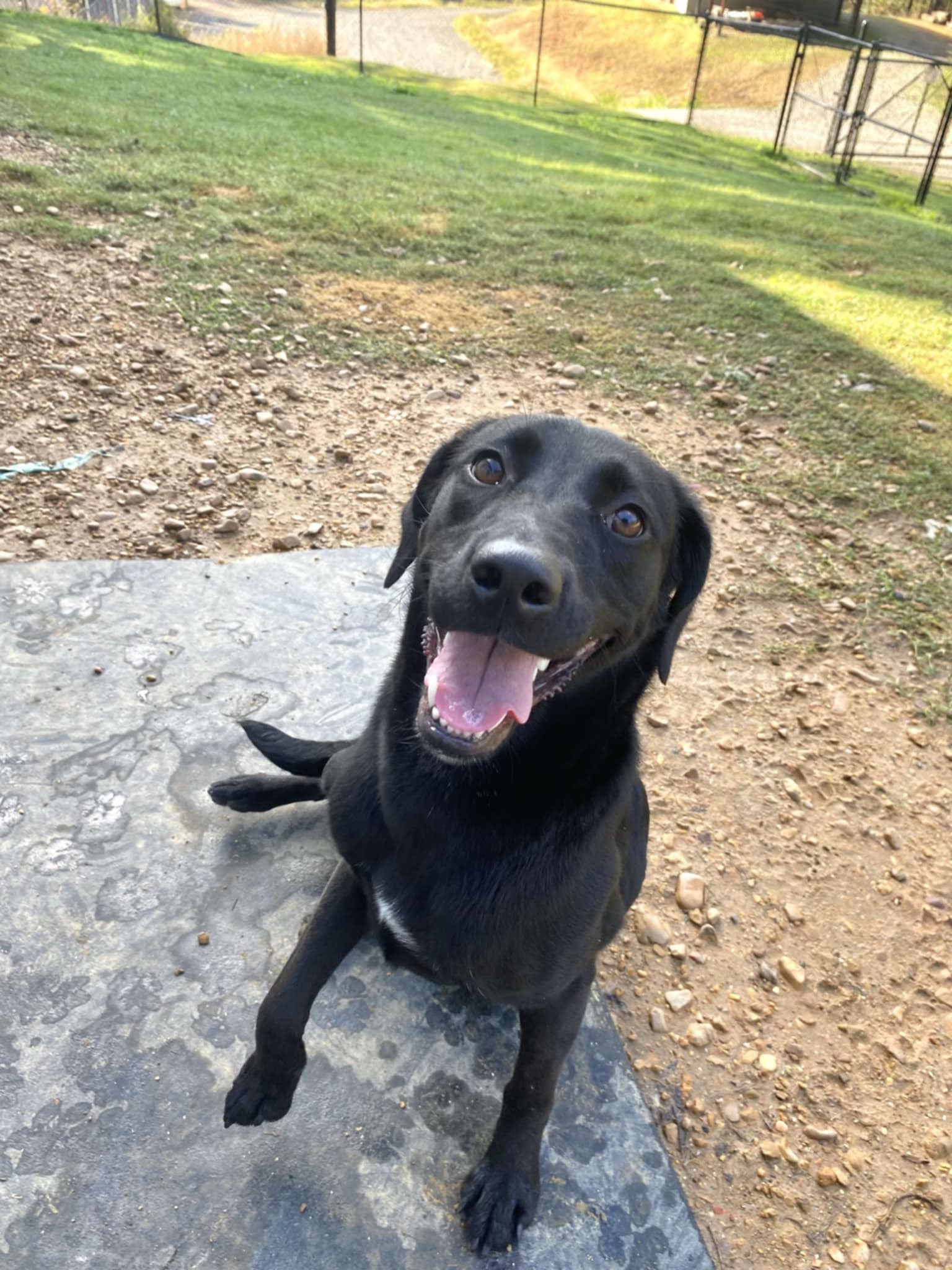 Brynlee - Adopted - Cincinnati Lab Rescue