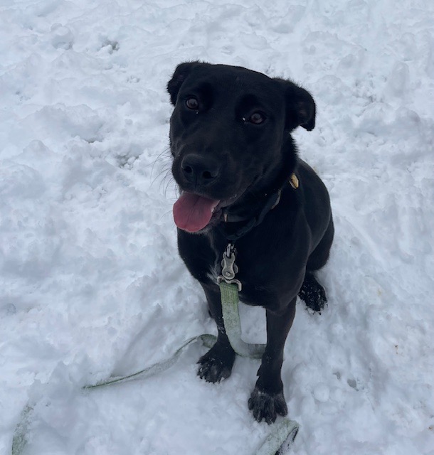 Carbie - Adopted - Cincinnati Lab Rescue