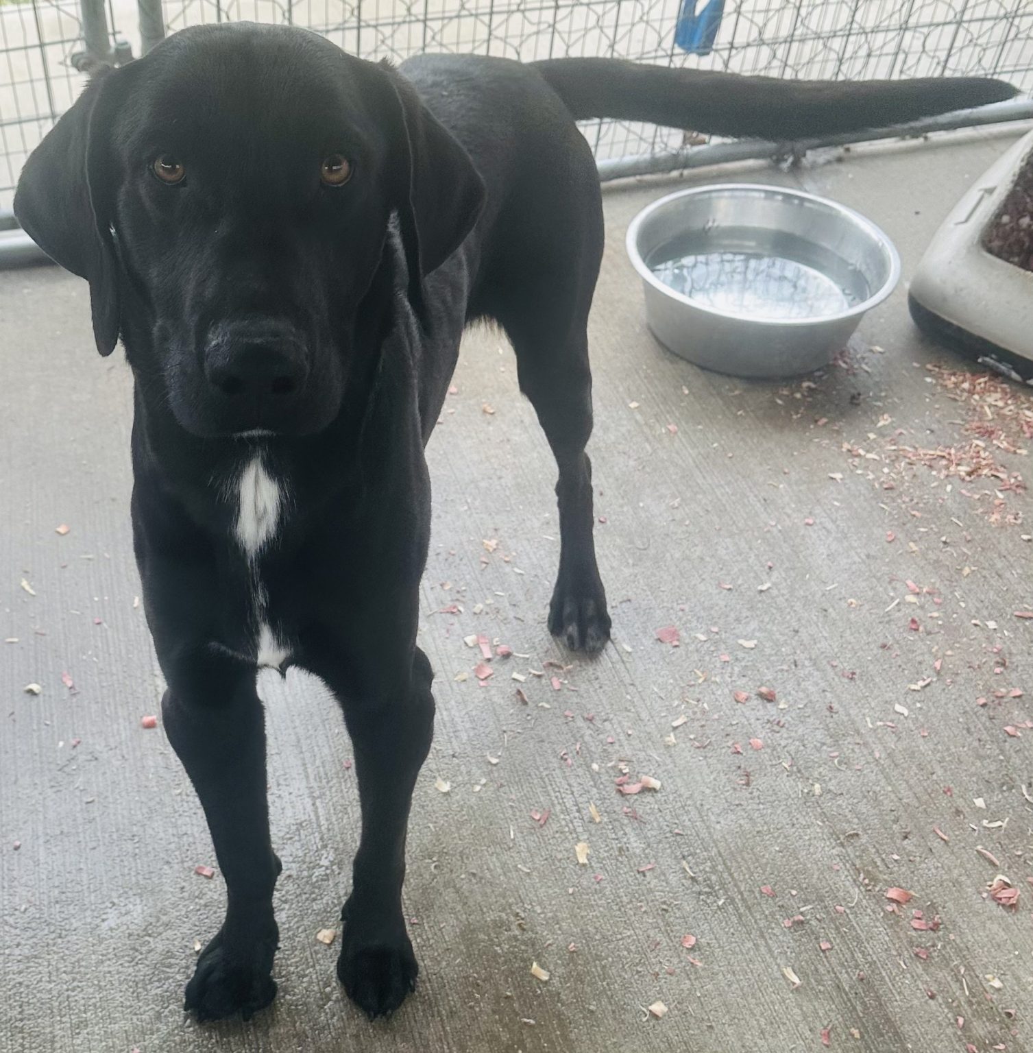 Available Labs - Cincinnati Lab Rescue