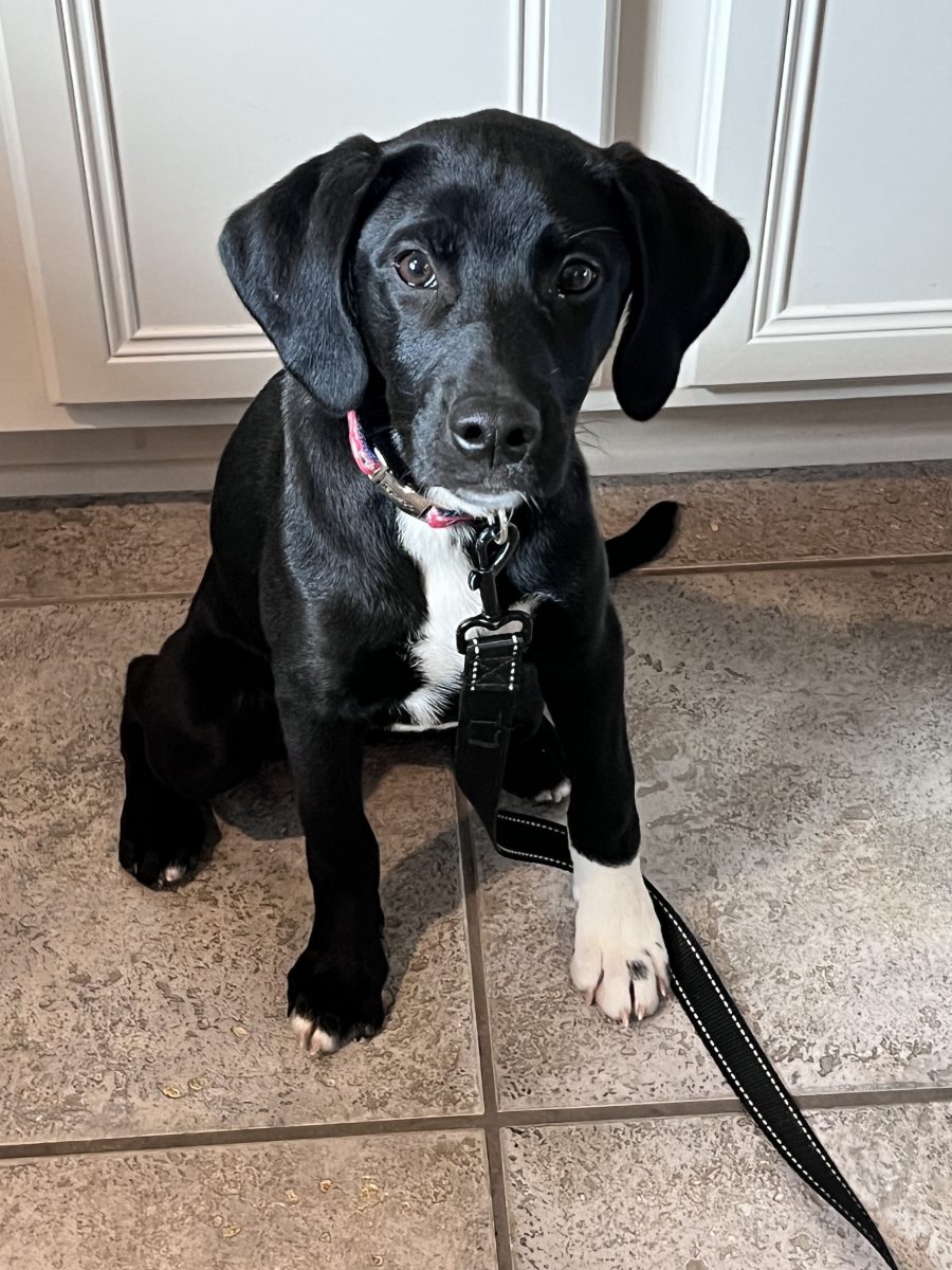 Available Labs - Cincinnati Lab Rescue