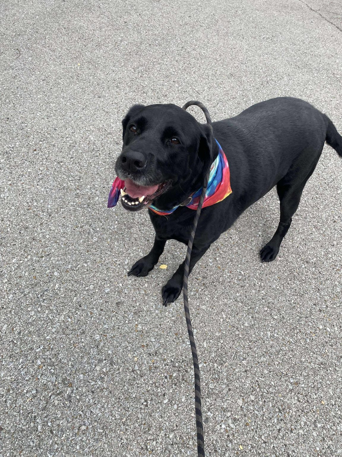 Charlotte - Adopted - Cincinnati Lab Rescue