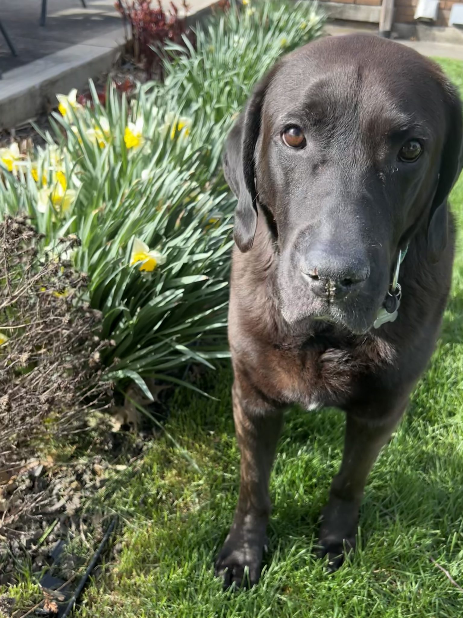 Available Labs - Cincinnati Lab Rescue