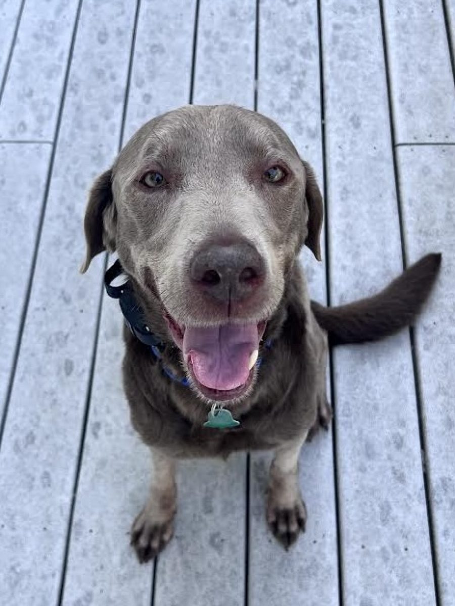 Available Labs - Cincinnati Lab Rescue