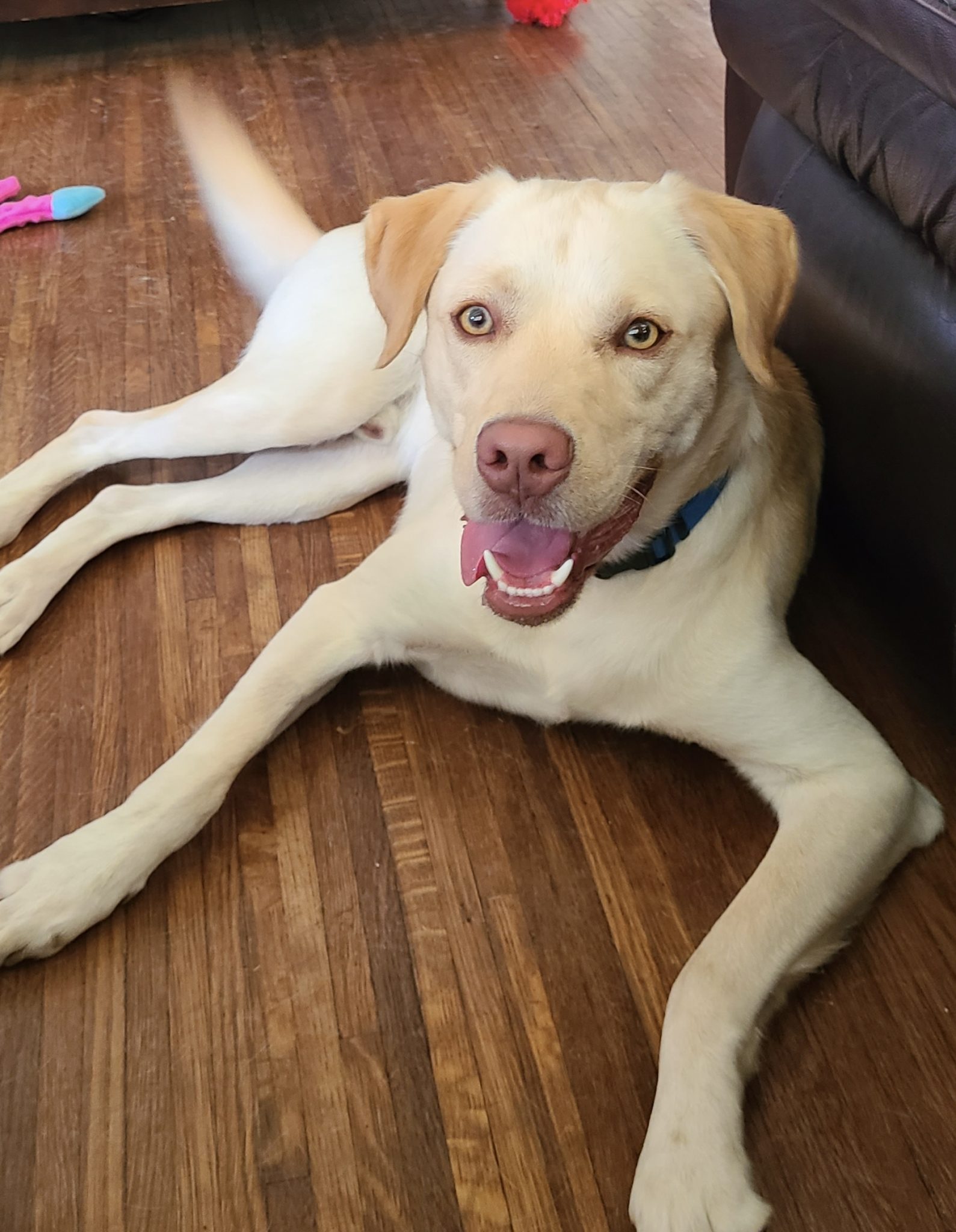 Young (1-3yrs) Archives - Cincinnati Lab Rescue