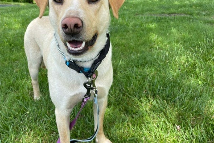 Foster a Lab - Cincinnati Lab Rescue