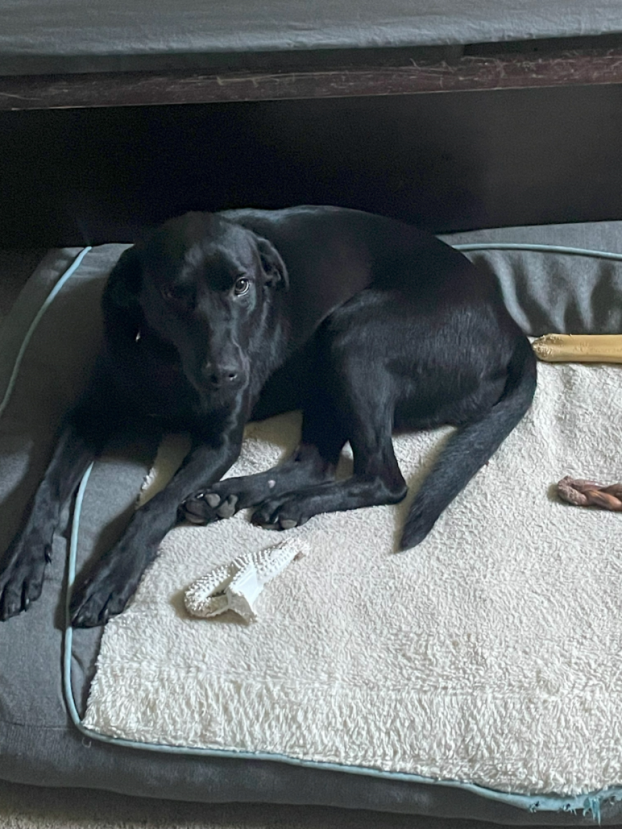 Adopted - Cincinnati Lab Rescue