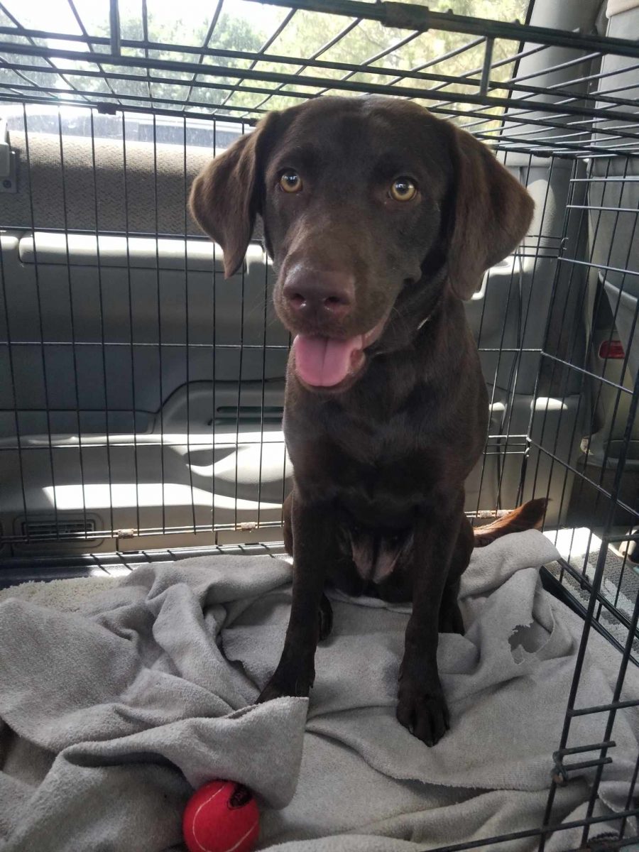 Adopted - Cincinnati Lab Rescue