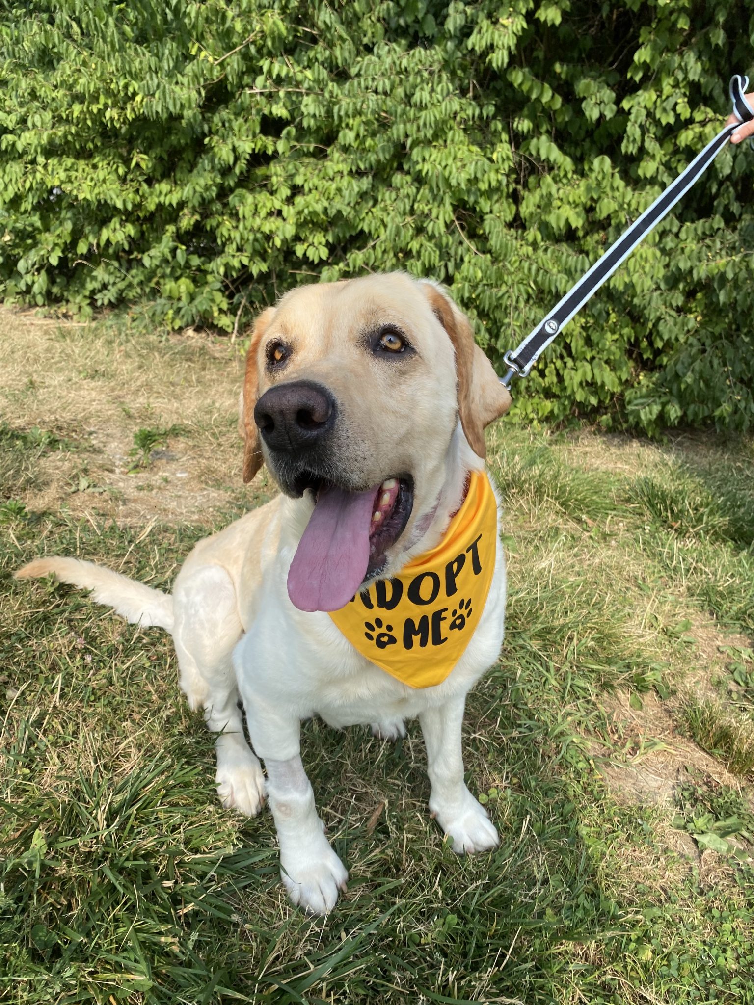 Available Labs - Cincinnati Lab Rescue