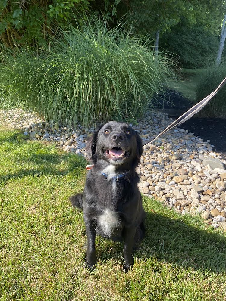 IMG_8295 - Cincinnati Lab Rescue