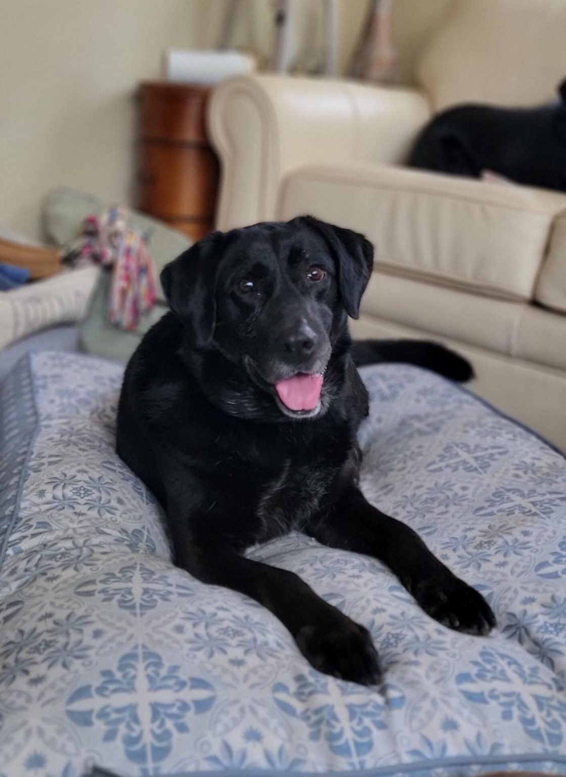 Available Labs - Cincinnati Lab Rescue