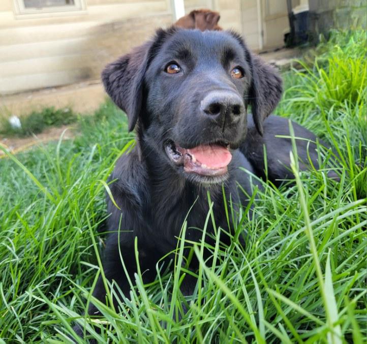 image000001 - Cincinnati Lab Rescue