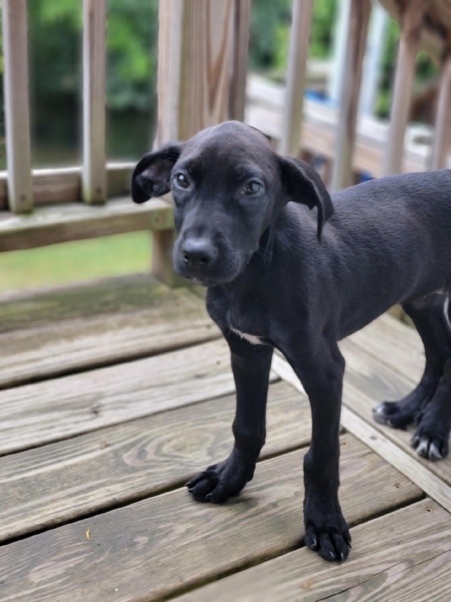 image000002 - Cincinnati Lab Rescue