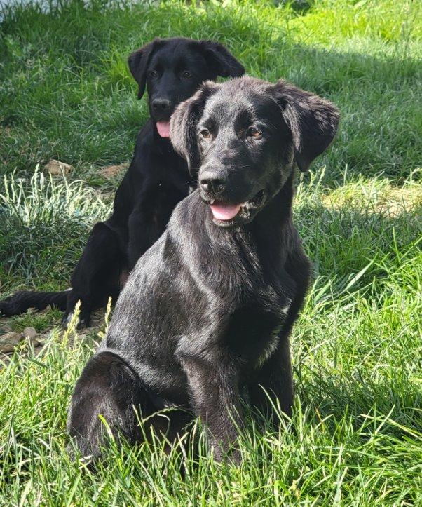 image000003 - Cincinnati Lab Rescue