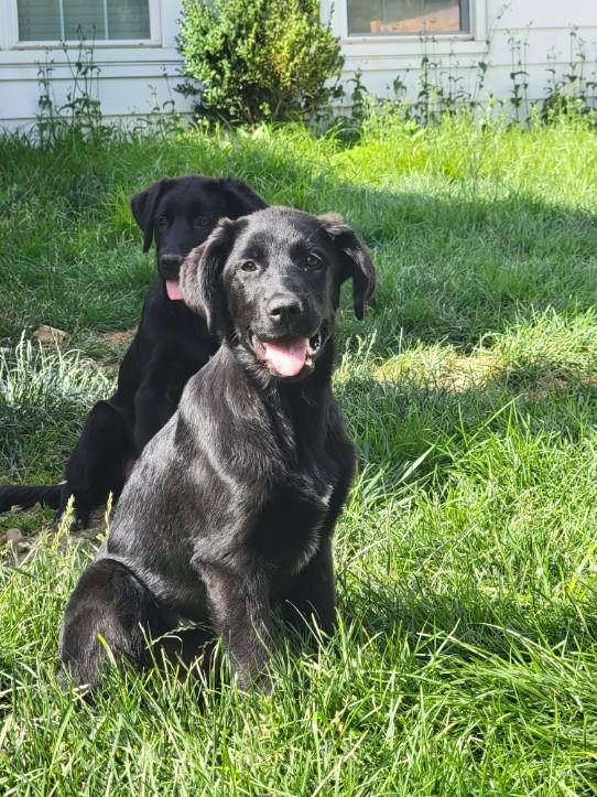 image000004 - Cincinnati Lab Rescue