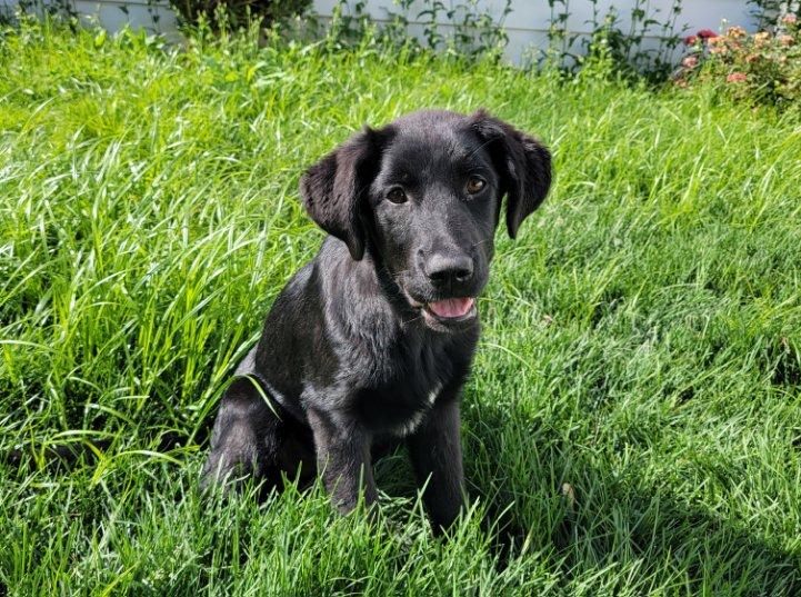 image000007 - Cincinnati Lab Rescue